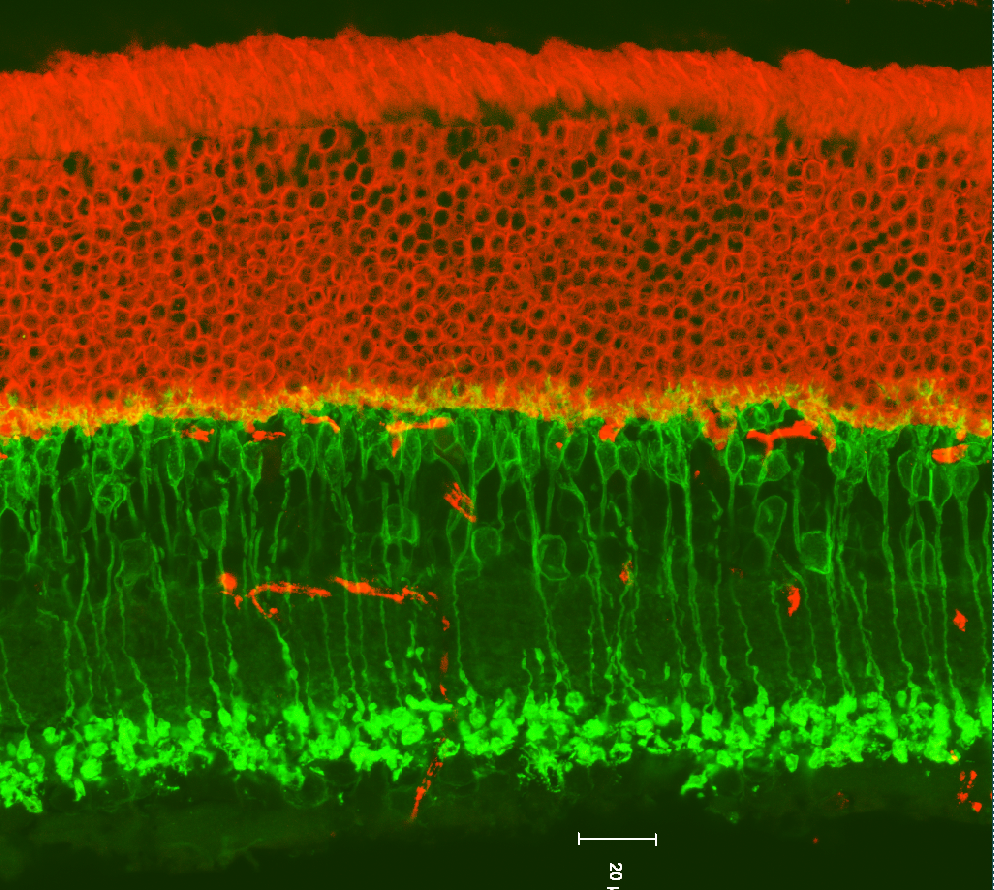 Retina of different species – Retinal Microscopy